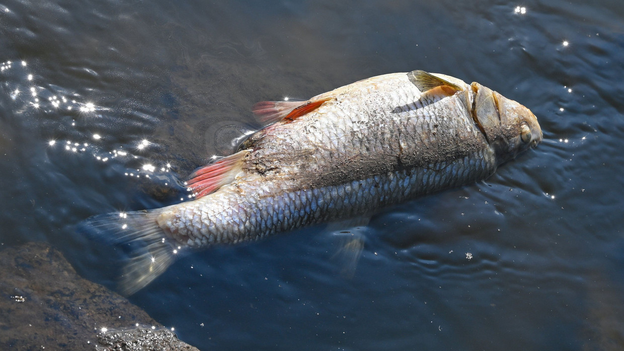 Hunderte tote Fische in der Saale von Anglern entdeckt