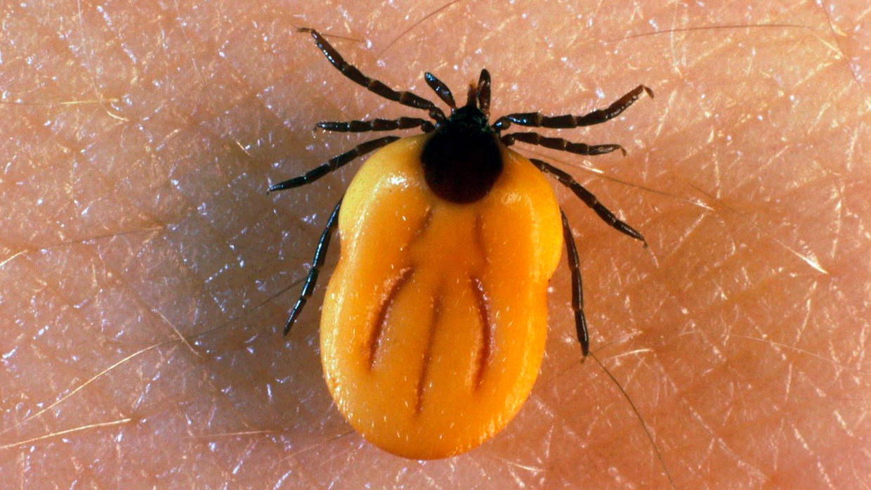 FSME: Eine Impfung bietet Schutz