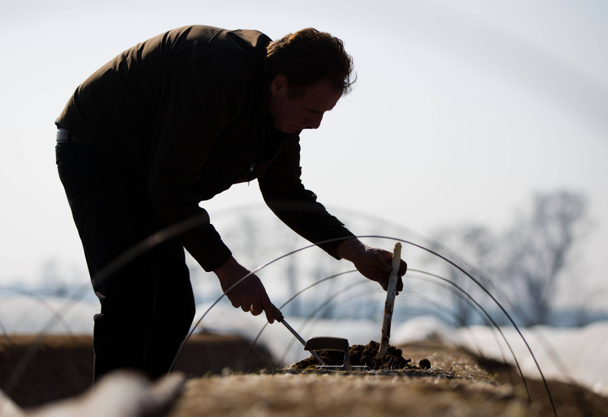 Spargelernte beginnt früher als sonst