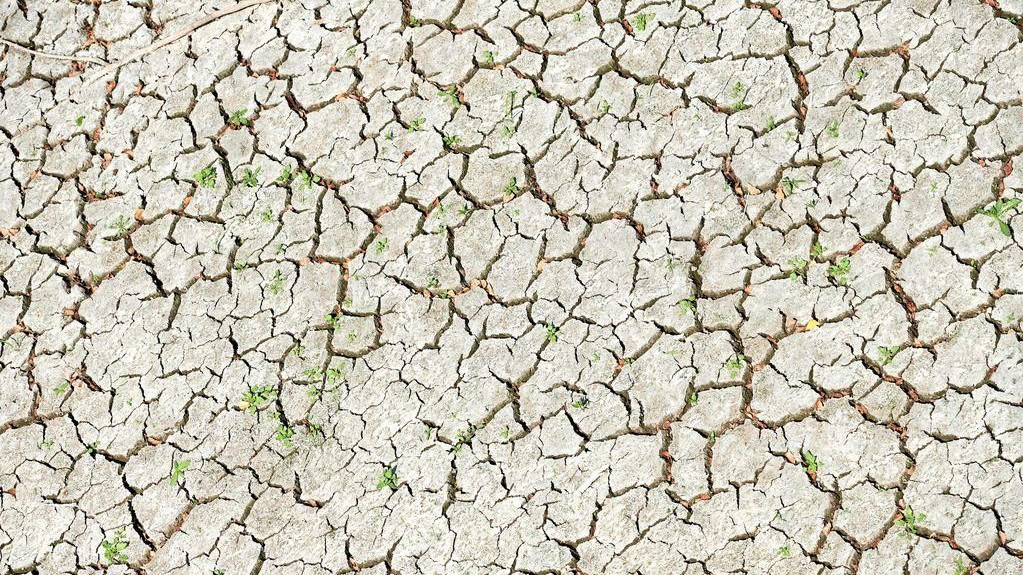 Landwirtschaft: Als wäre die Trockenheit nicht genug | FAZ