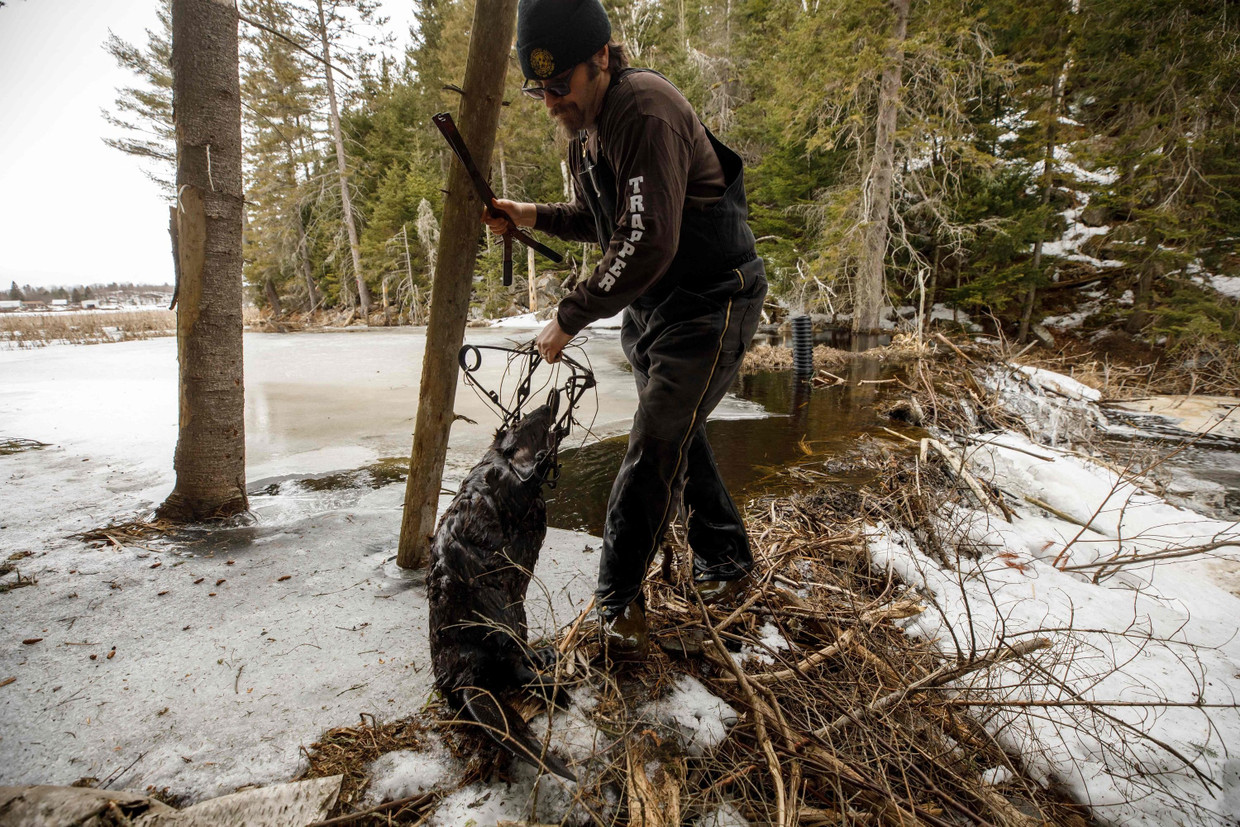 Fotograf Cole Burston fotografiert Pelzhandel in Kanada