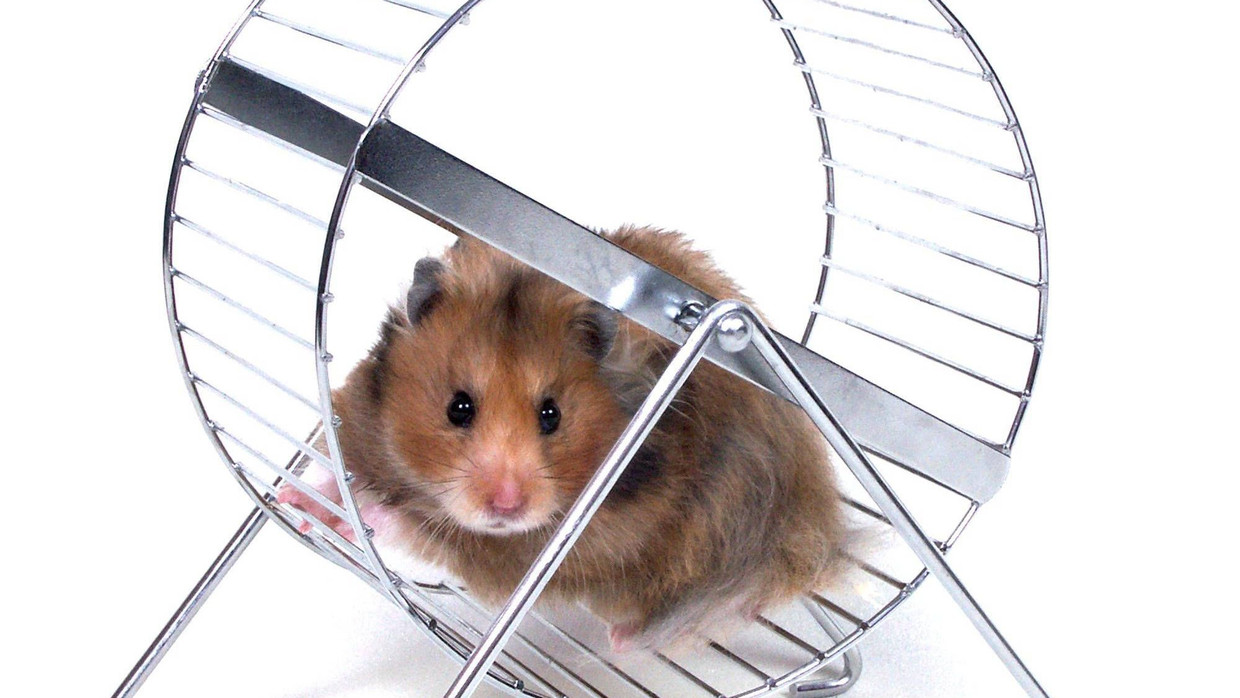 Hamster Im Klassenzimmer Ideenreise Blog | Klammerkarten/Flashcards