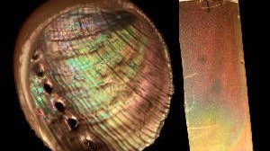 Biomaterialien: Schillerndes Perlmutt aus dem Labor