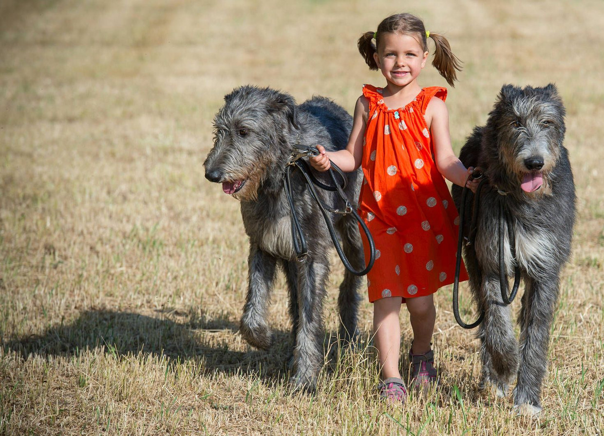 Hunde Und Kinder