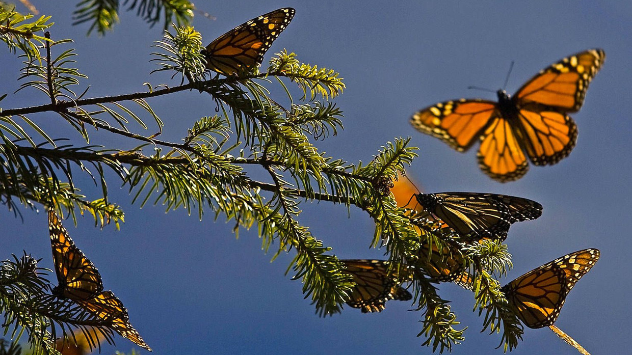 Monarchfalter: Ein Gen für Tausende Kilometer