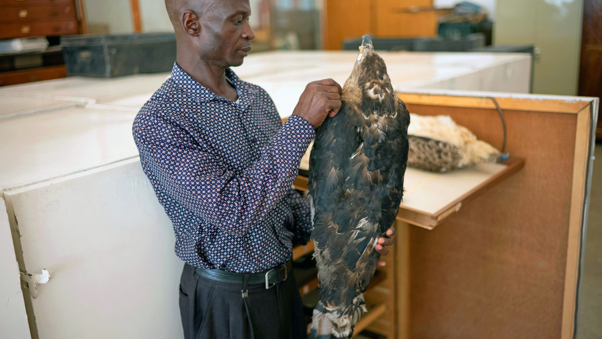 Ornithologen heben die Datenschätze alter Sammlungen