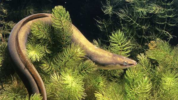 Erkenntnisse über Mensch & Gene- FAZ